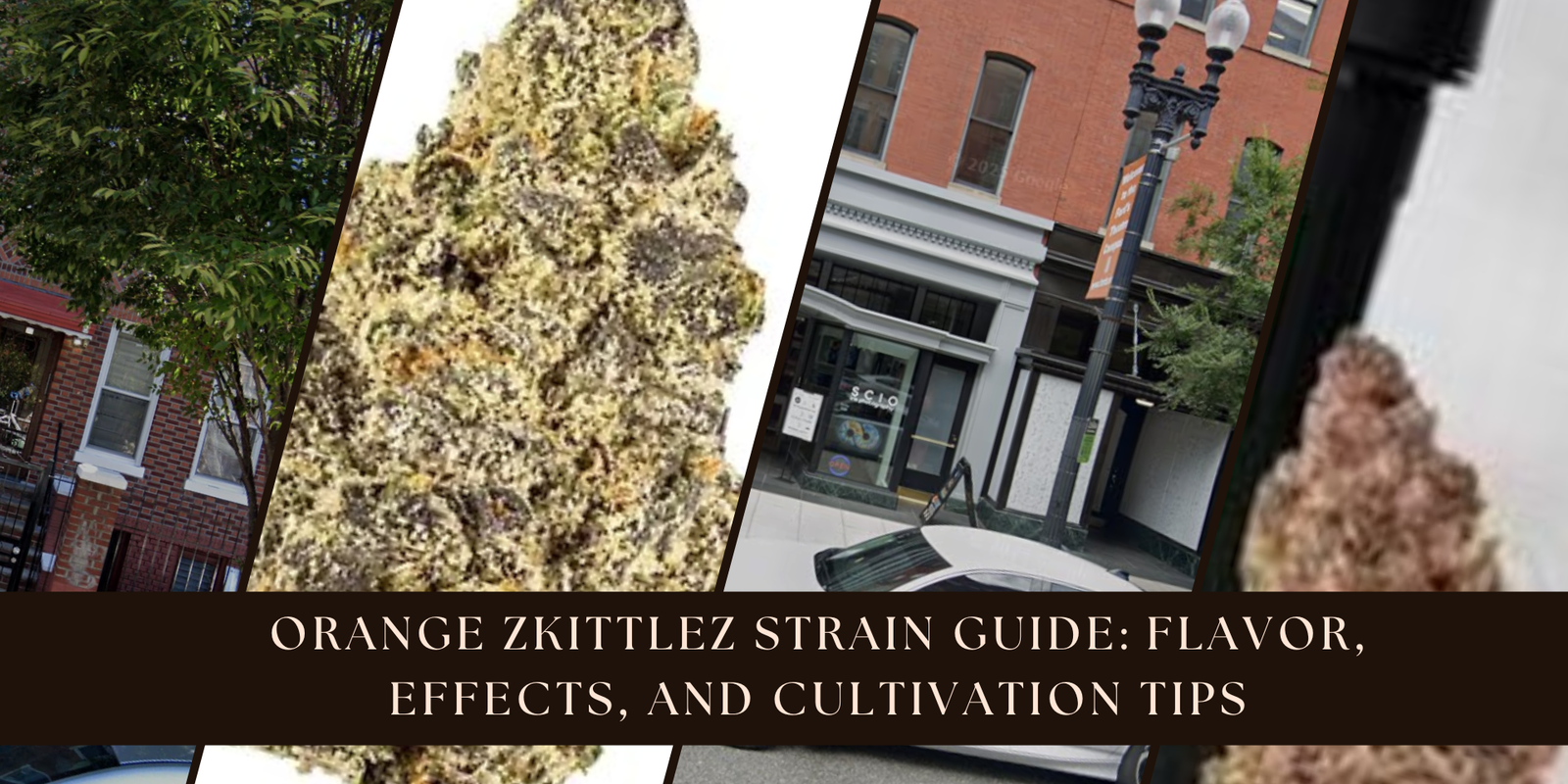 Orange Zkittlez Strain Guide: Flavor, Effects, and Cultivation Tips ...